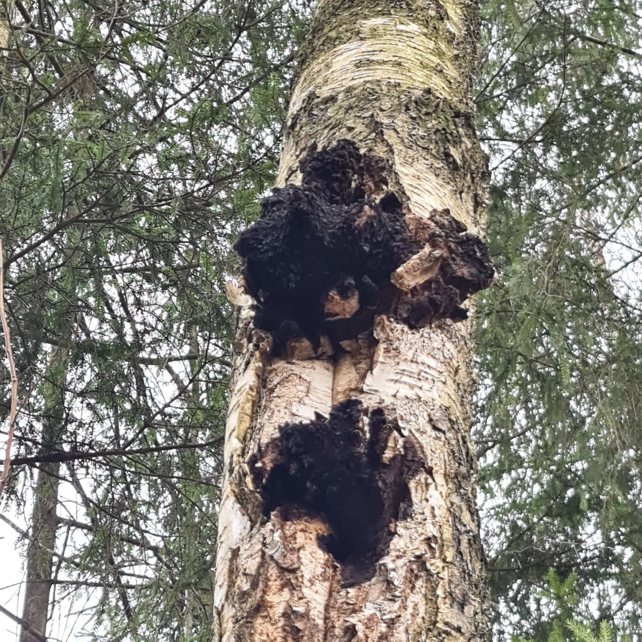 Chaga grybas – miško auksas ir natūralus bioaktyvių medžiagų šaltinis ...